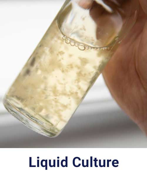 Liquid Cultures Archives – Mushroom Kits